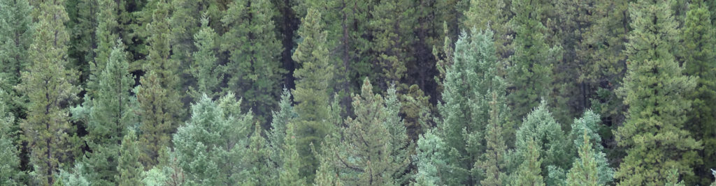 Forestry - Boulder County