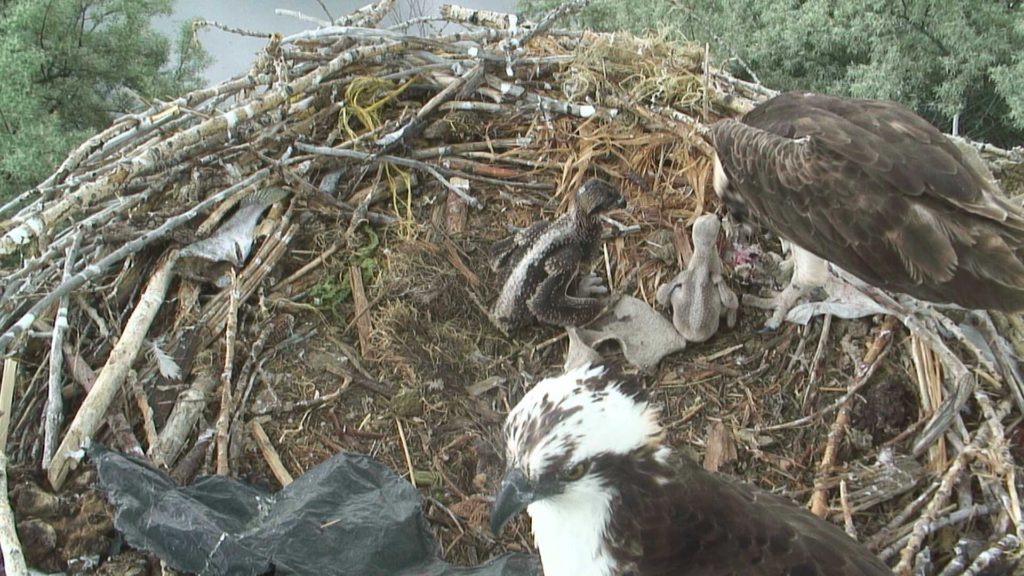 Osprey Camera - Boulder County