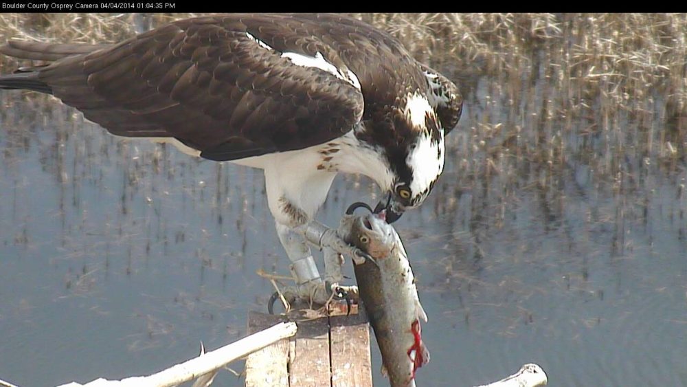 Osprey Camera - Boulder County