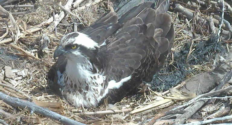 Osprey Camera - Boulder County