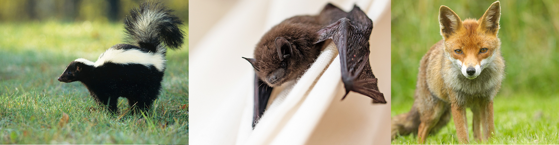 Rabies - Boulder County